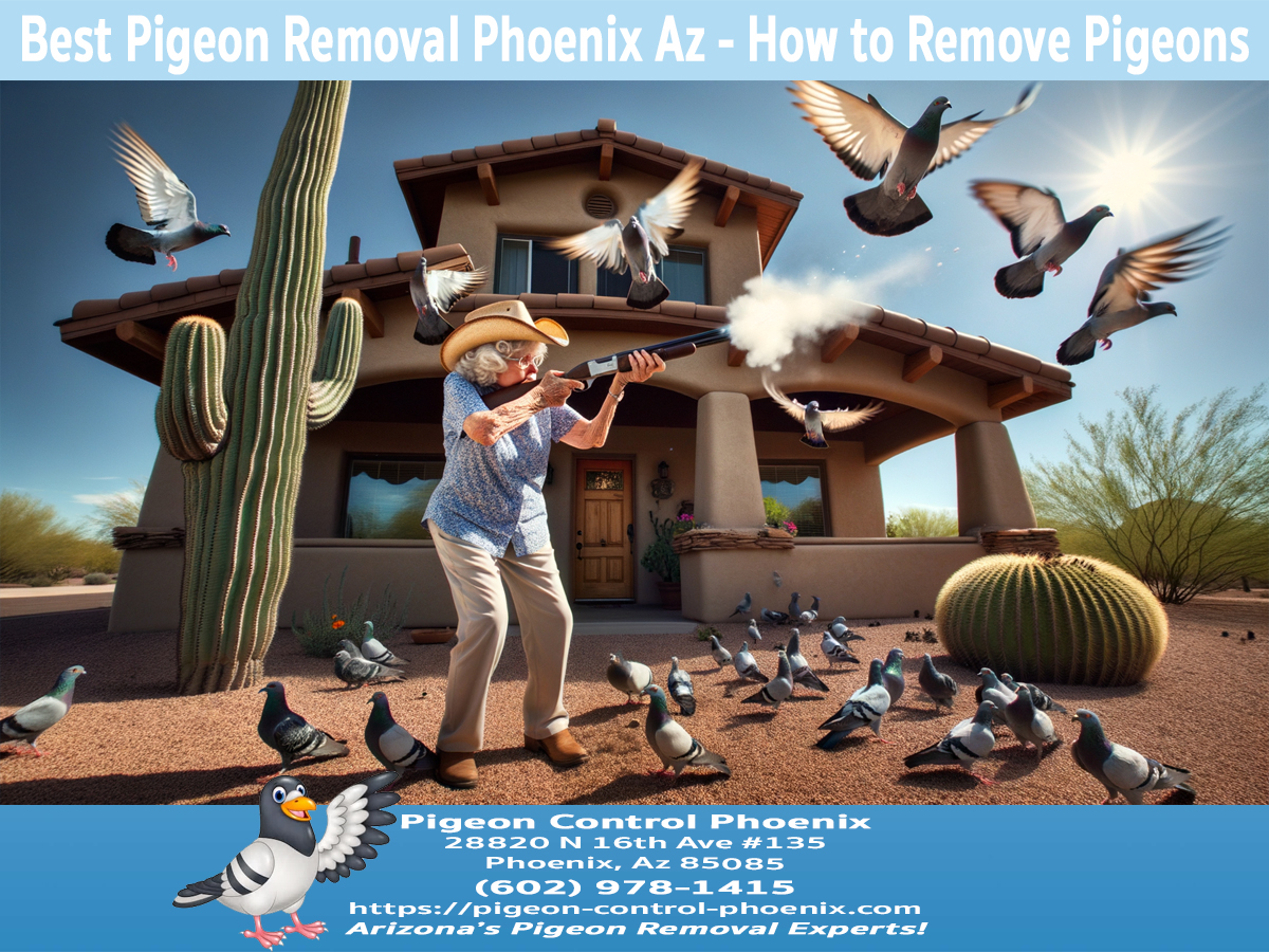 Best Pigeon Removal Phoenix Az - How to Remove Pigeons