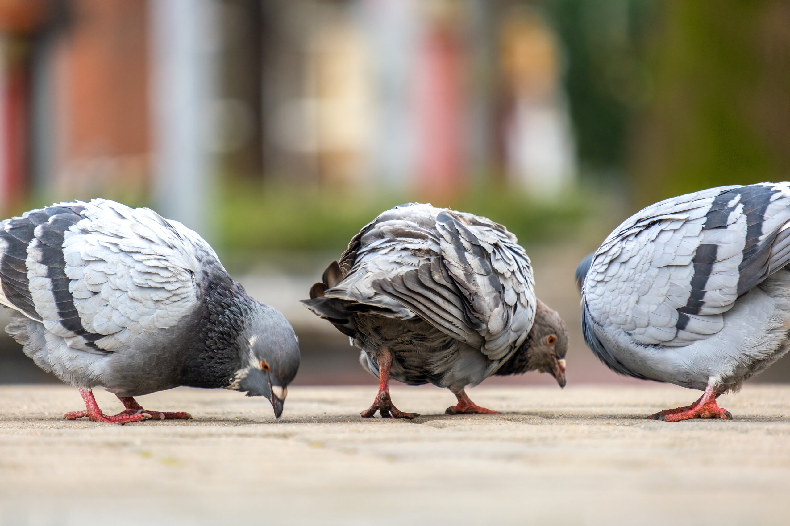 Pigeon Control Phoenix AZ | Expert Pigeon Removal Service