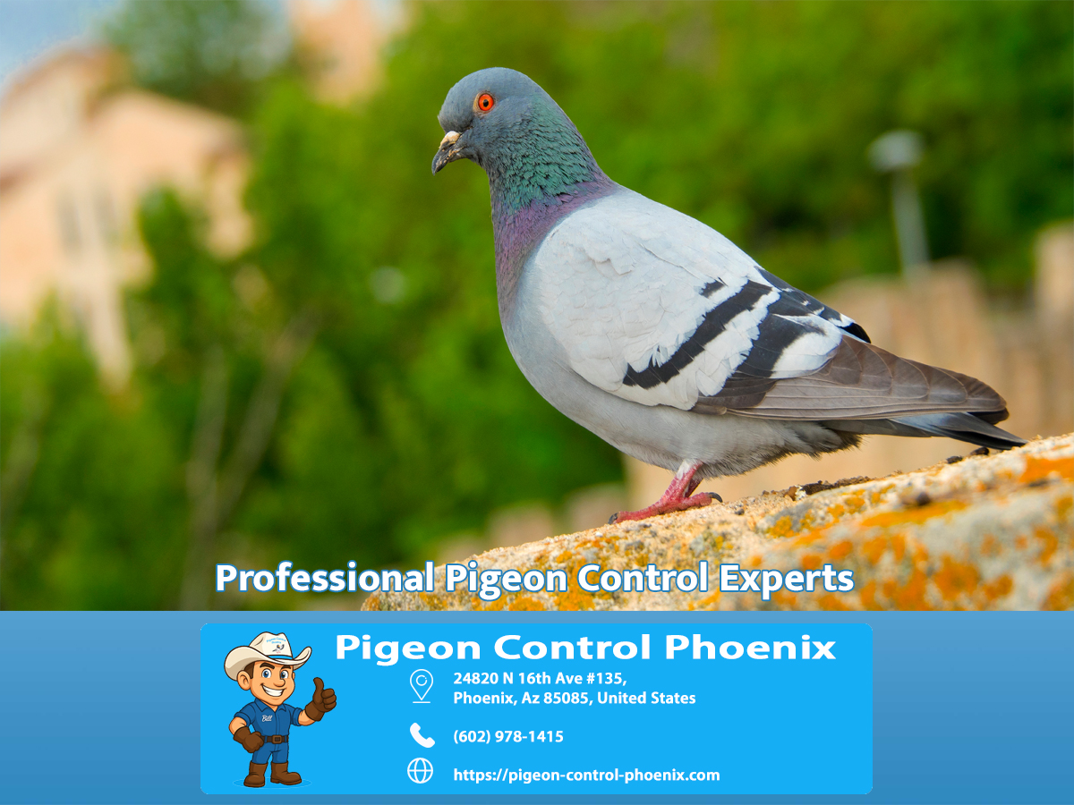 Professional Pigeon Control Experts Phoenix Trust Most